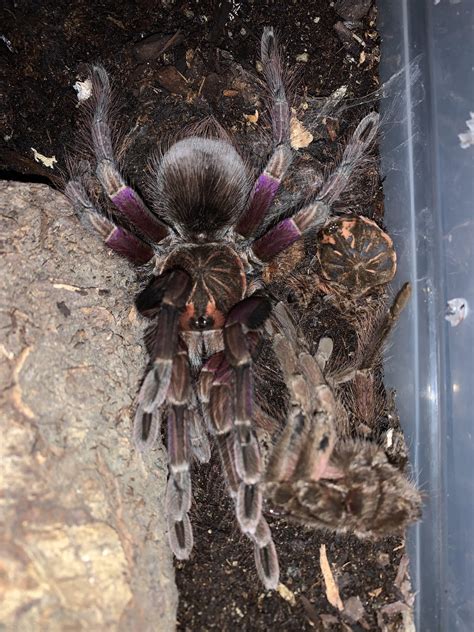 Freshly Molted P Machala R Tarantulas