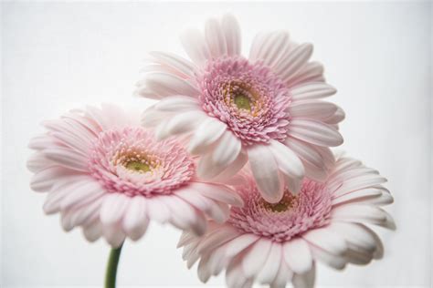 Contact Massage Patricia