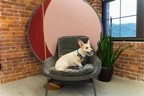jessica stuck aia ccs cdt leed ap on linkedin my pup cosimo is