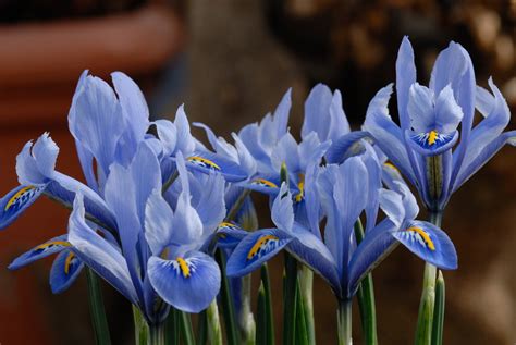 Iris Reticulata Alida Bulb Lincspplants