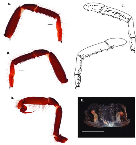 Ummidia Timcotai Sp Nov From Gila Co Arizona A D Male Holotype