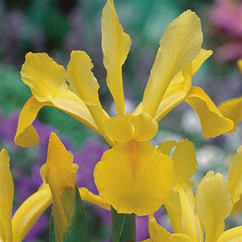 Bulbi Da Fiore Autunnali Come Scegliere E Coltivare Gli Iris Sementi Dotto