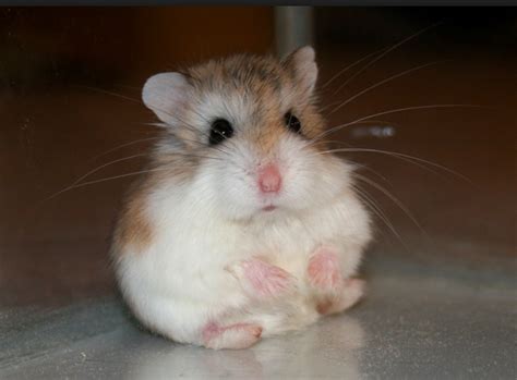 이쁜 햄스터 종류 다양한 햄스터먹이 네이버 블로그