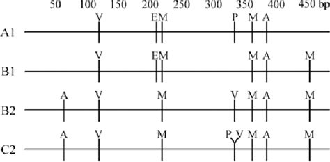 Linear Restriction Map For Melipona Quadrifasciata Cytochrome B