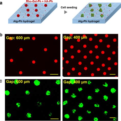 A Workflow Of Cell Seeding On Line Patterned Alg Ph Hydrogel