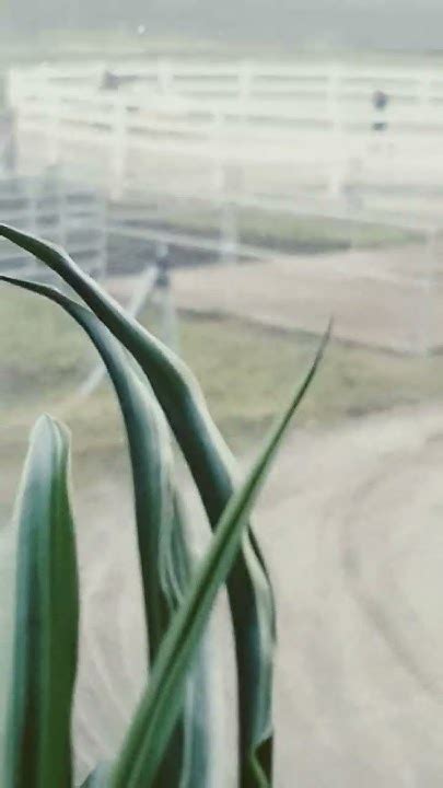 My Liitle Pony🥰 Youtube