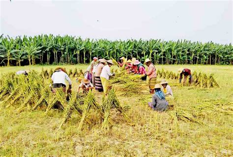 ပွင့်ဖြူမြို့နယ်၌ ဒေသခံတောင်သူများ နွေနှမ်းစိုက်ခင်းများ စတင်ရိတ်သိမ်းခ
