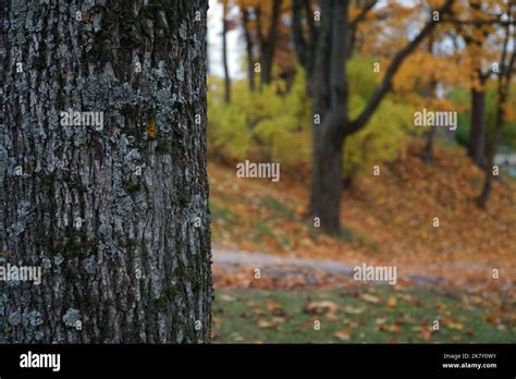 Deciduous Tree Trunk Rough Texture On The Blurry Colourful Background