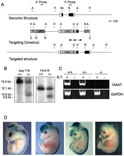 Targeted Disruption Of The Viaat Gene In Mice A A Schematic