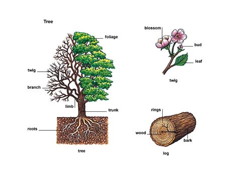 Meaning Differences Between Branch Twig And Bough English
