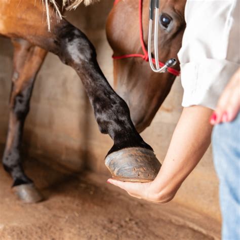 Cartilage Degeneration