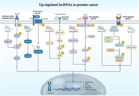 Upregulation Of Oncogenic LncRNAs And Their Relation With Signaling