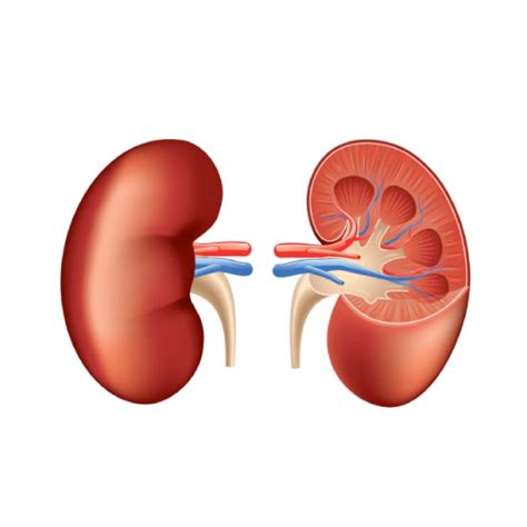 Membranous Nephropathy Treatment Symptoms Autoimmune Sisters