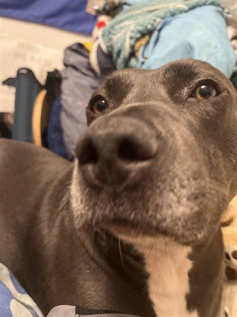 A Terrified Pibble During A Thunderstorm R Pitbulls