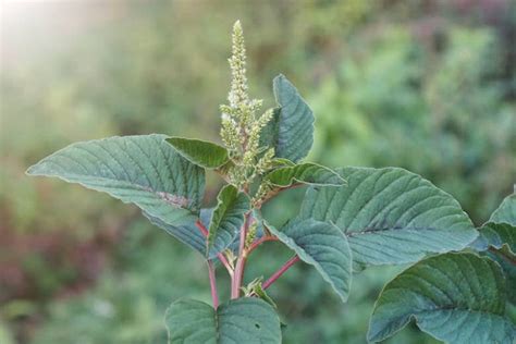 Green Amaranth Common Amaranthus Viridis Seeds Etsy