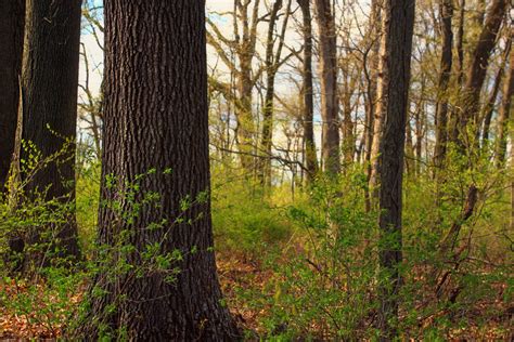 무료 이미지 나무 황야 꼬리 햇빛 봄 가을 시즌 크리에이티브 커먼즈 초목 낙엽 습지 하층의 덤불 펜실베니아 늙은 숲 리 하이 발리 노 샘프