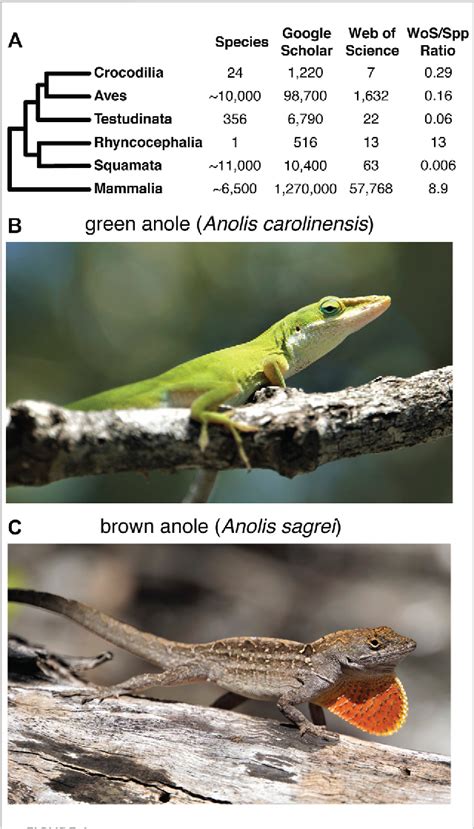 Figure 1 From Structure And Evolution Of The Squamate Major Histocompatibility Complex As
