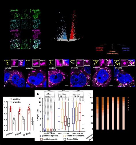Cap Seq Application In Defining Stress Specific Sg Transcriptome A