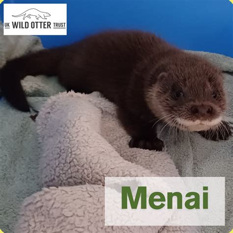 Otter Adoption Gold Uk Wild Otter Trust