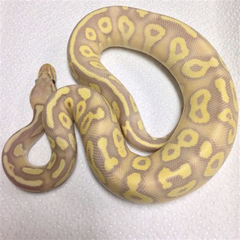 Pastave Coral Glow Ball Python Ball Python Morphs Ball Python Cute Reptiles