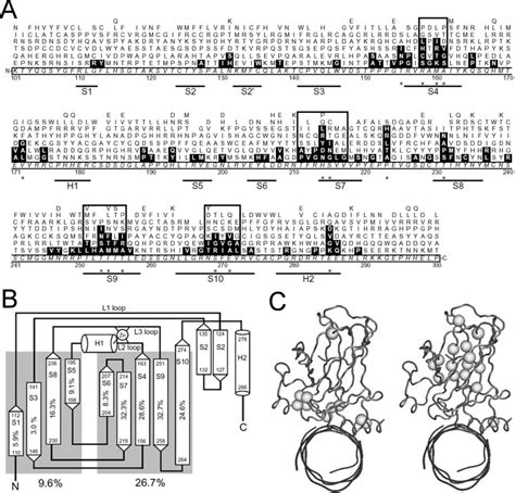 Location Of The Ts P53 Mutants In The Core Dna Binding Domain A Download Scientific Diagram