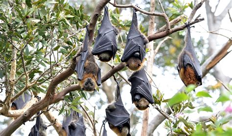 Fruit Bat Reproduction