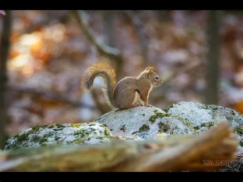 Red Squirrel In Bolton Sudbury Valley Trustees