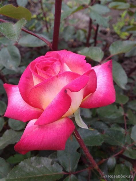 Галерея Rose Gaujard Gaumo Энциклопедия роз