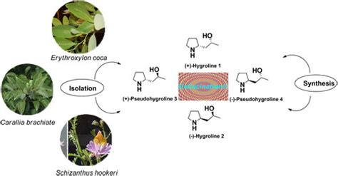 Hygroline And Pseudohygroline Isolation Biological Perspectives And