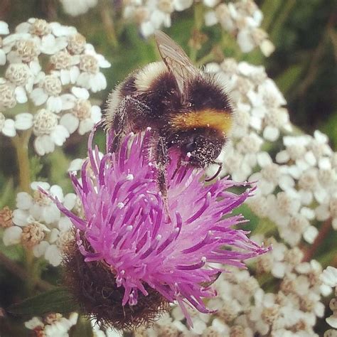 Pin by Ivanovka Kristoforos on Pömpiäisiä | Bee, How to kill bees, Bees ...