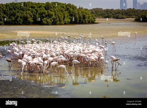 Greater Flamingos Phoenicopterus Roseus At Ras Al Khor Wildlife