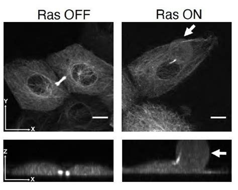 Sushilas Preprint Is Online How Ras Affects Cell Division Orientation