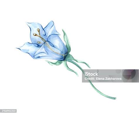 블루 벨 푸른 야생화 초원 잔디 수제 수채화 그림 Dilphinium 새싹 꽃 향기로운 꽃 꽃다발에 대 한 꽃 명절 축하를 위한 카드 디자인 및 포장 그림 그리기 꽃 나무에
