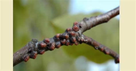 Magnolia Or Tuliptree Scale Cooperative Extension University Of