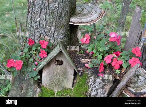 Birdhouse Nestled Into Tree Stump Surrounded By Moss Pink Impatiens And Large Tree Fungi