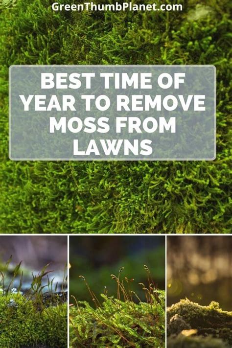 Remove Moss From Lawn Artofit