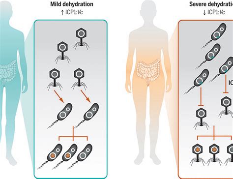 Phage Predation Disease Severity And Pathogen Genetic Diversity In