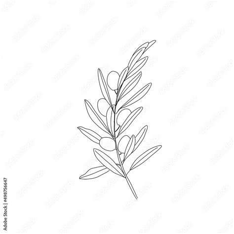 Olive Tree Branch Tattoo Meaning