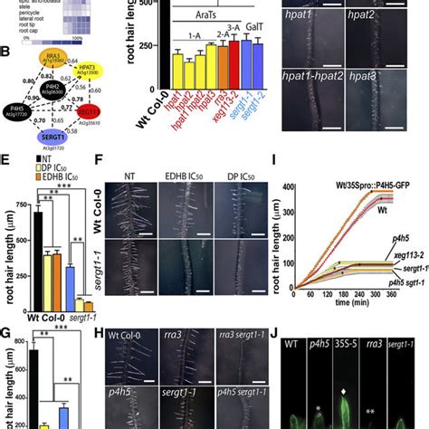 Average Dislocation Density Download Scientific Diagram