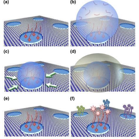 The Schematic Of Dnarna Detection A Amine End Linked Probes