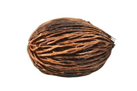 Seed Tree Lifecycle PNG Vector PSD And Clipart With Transparent Background For Free Download