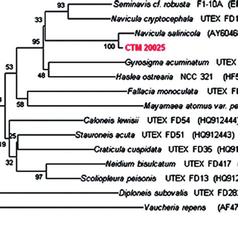 Phylogenetic Tree Based On Sequence Of Rbcl 3p The Tree Was