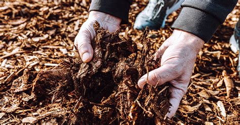 5 Reasons To Choose Organic Mulch Veransa Group