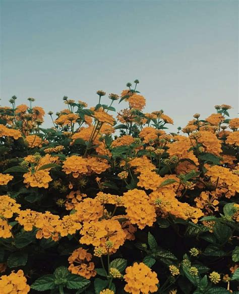 Үггүй бодол Medium