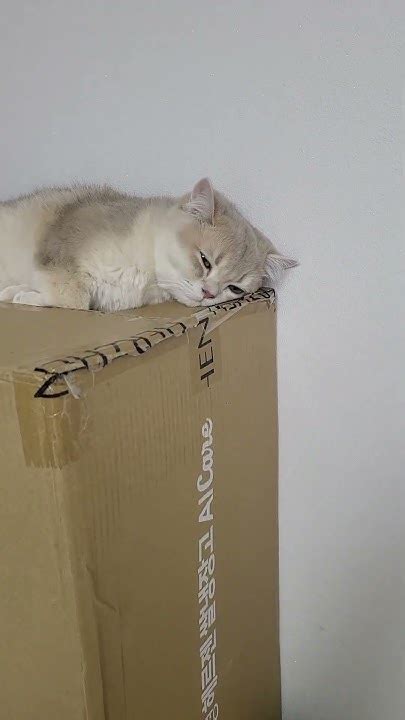 잠자는척 심바와콘콘이 윤샘 고양이 수의사 Cat 냥춘기 캣맨tv Cute 길냥이구조 Kitten 크림냥 Youtube