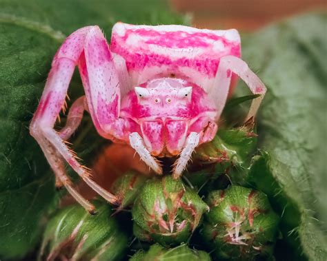 Pink And White Crab Spider