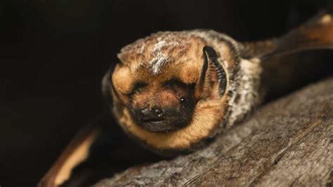 Oregon Bat Named After Harry Potter Wins Beauty Contest