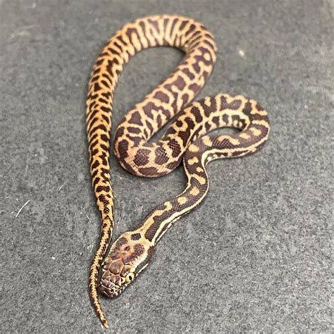 Western Wheatbelt Stimsons Python Female Id 25ej8f For Sale