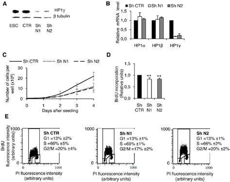 Hp1 C Knockdown Esc Exhibit An Altered Proliferation Rate A Two