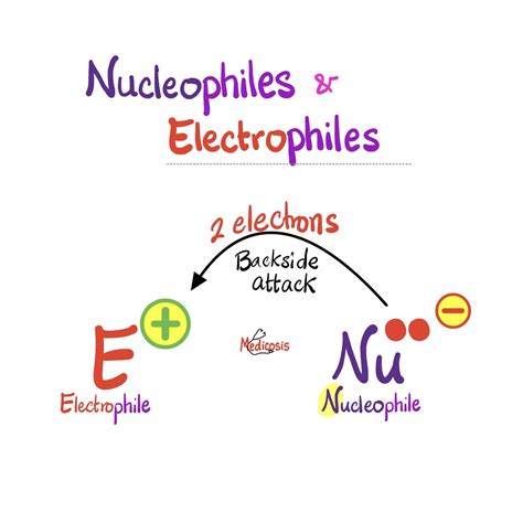 Neuroanatomy Illustrated Notes Pdfs — Medicosis Perfectionalis